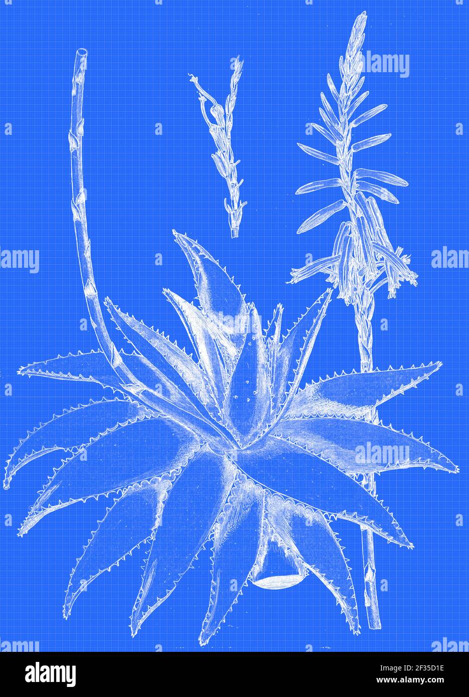 Hand painted botanical study of an Aloe Vera plant anatomy from ...