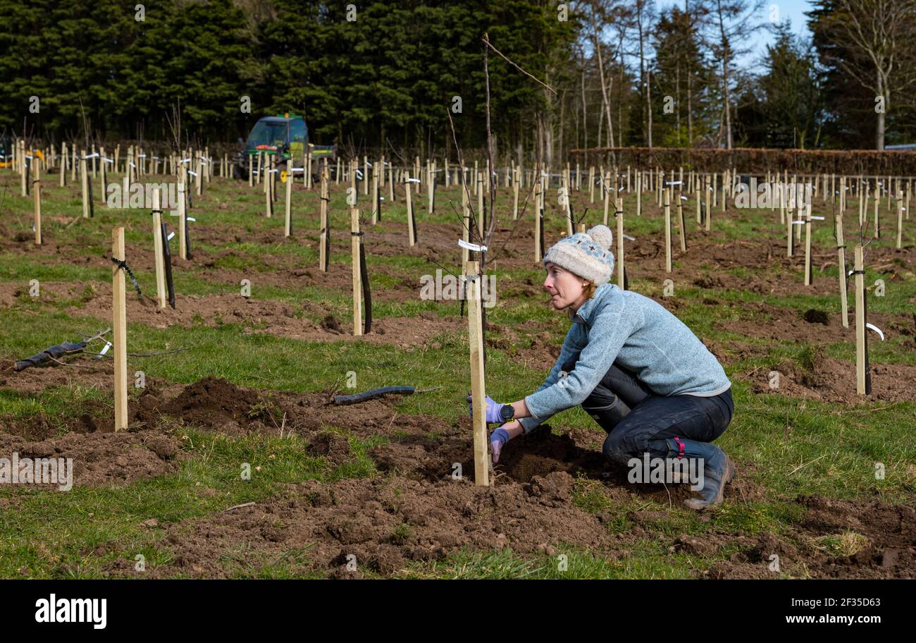 Kilduff Farm, East Lothian, Scotland, United Kingdom, 15th March 2021 ...