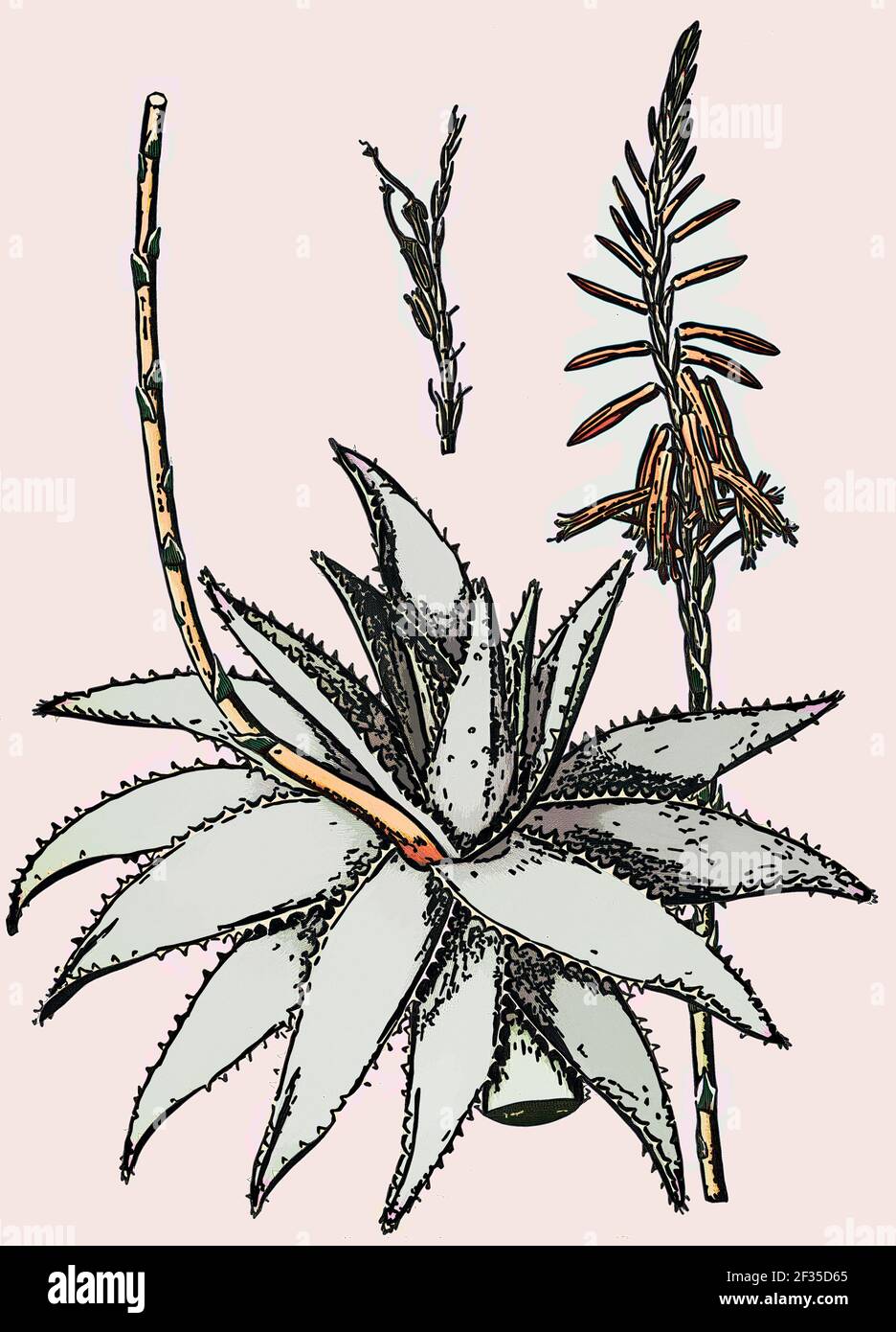 Anatomy plant hi-res stock photography and images - Alamy