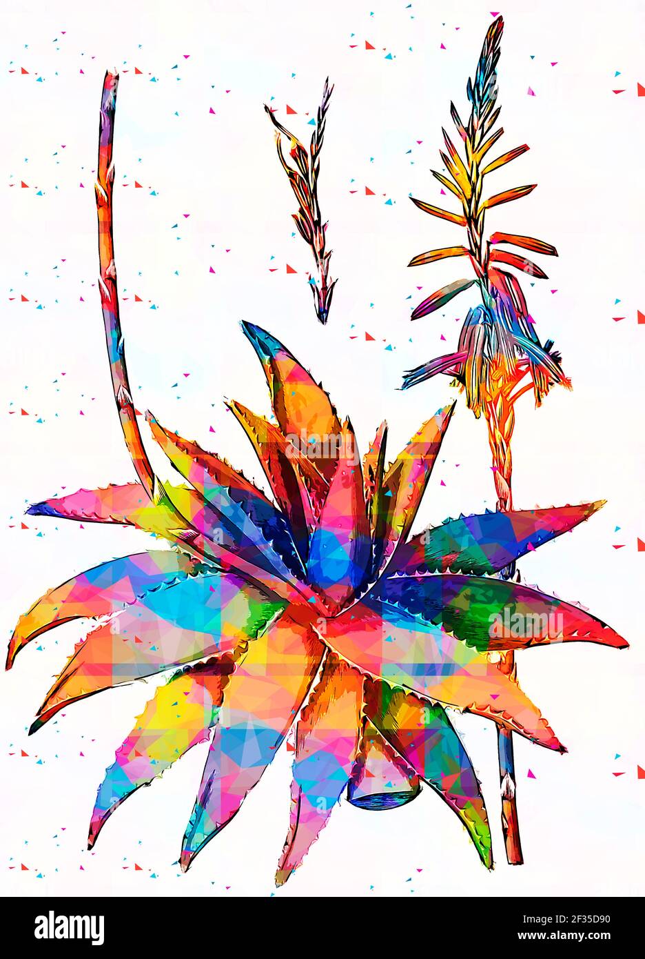 Plant anatomy hi-res stock photography and images - Alamy