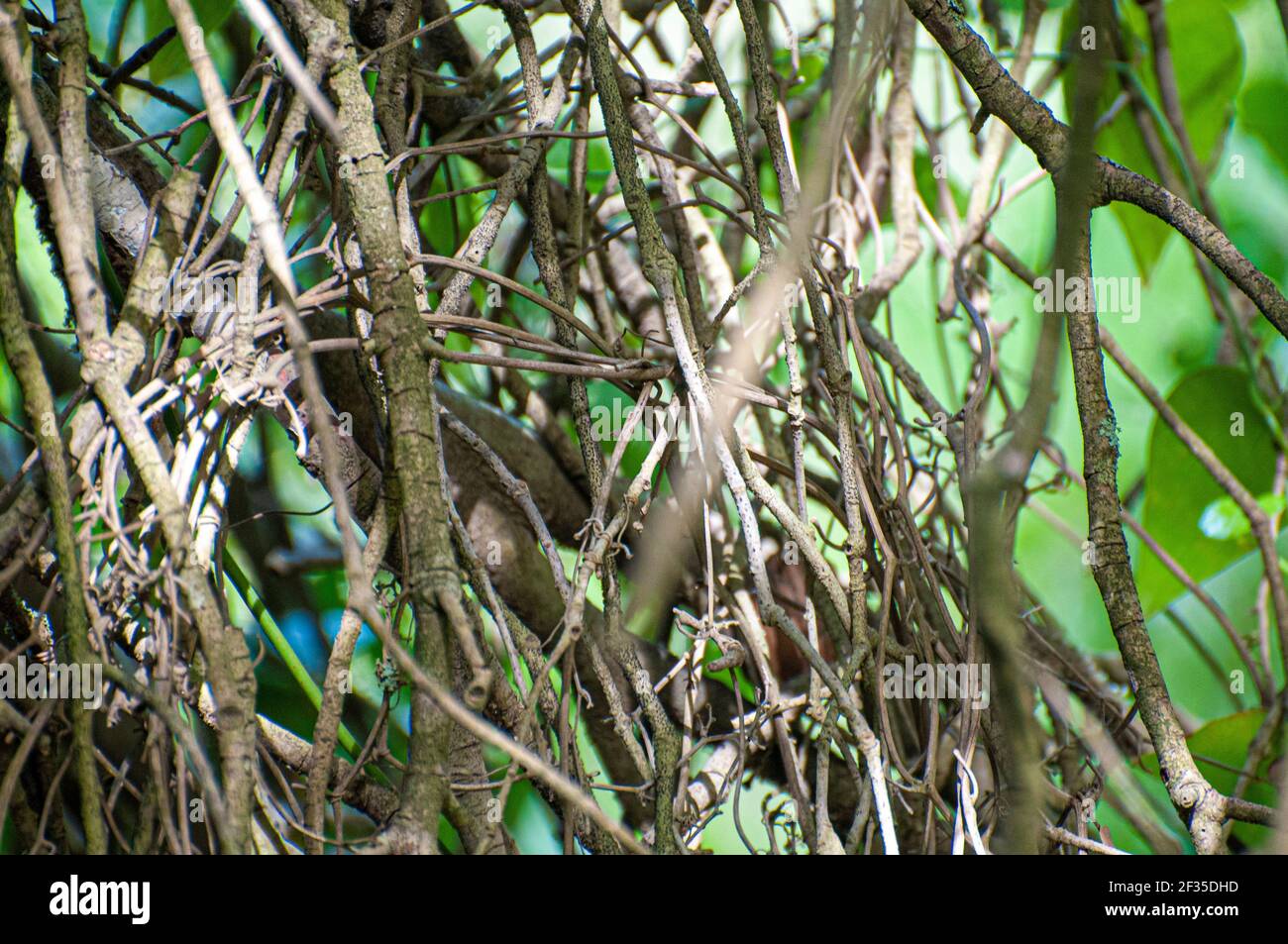 Abstract foliage close up of tangled twigs, branches and leaves Stock ...