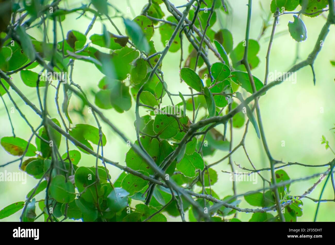 Knotted branches hi-res stock photography and images - Alamy
