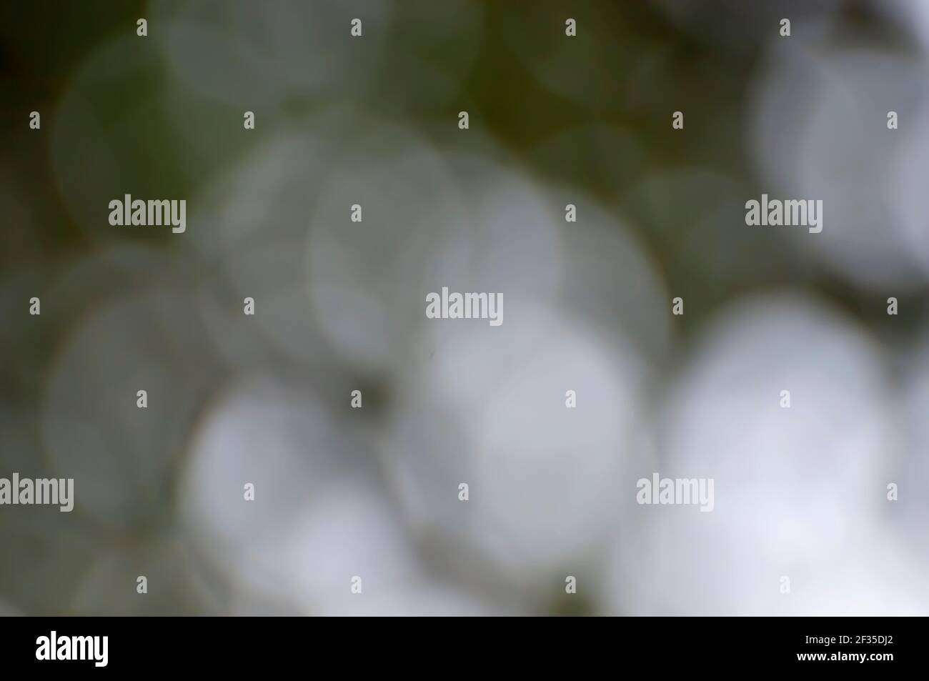 abstract out of focus photograph of foliage and leaves in a forest ...