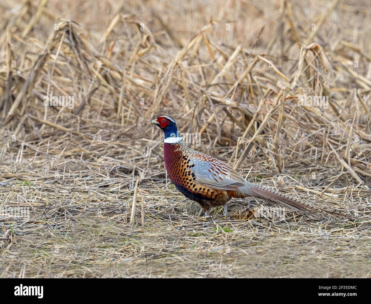 Male or Cock Common Pheasant in field in southern England Stock Photo - Alamy
