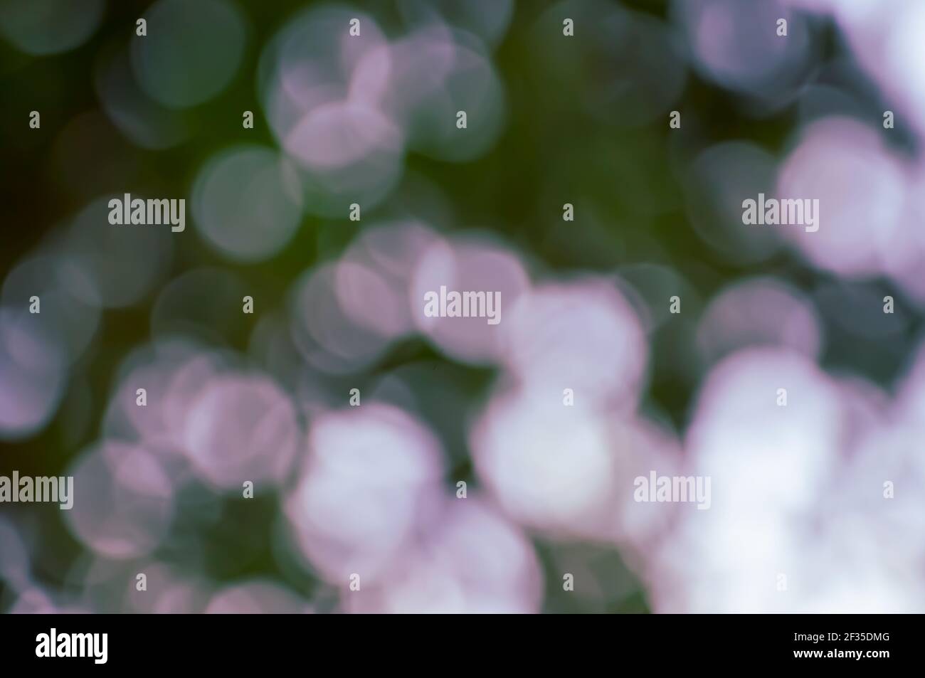 abstract out of focus photograph of foliage and leaves in a forest ...