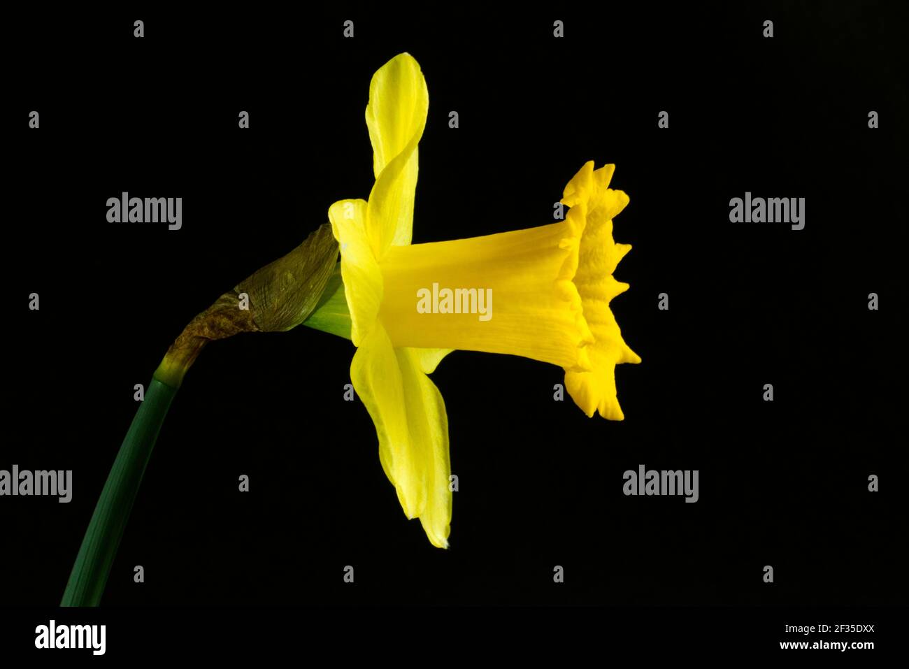 The distinctive trumpet shaped bloom of the Daffodil. Each spring they ...