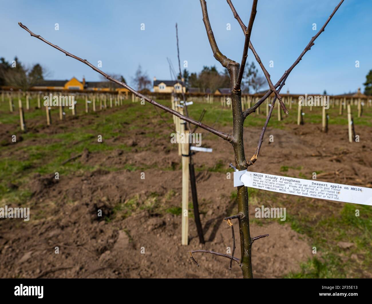 Sapling tree uk planting 2021 hi-res stock photography and images - Alamy
