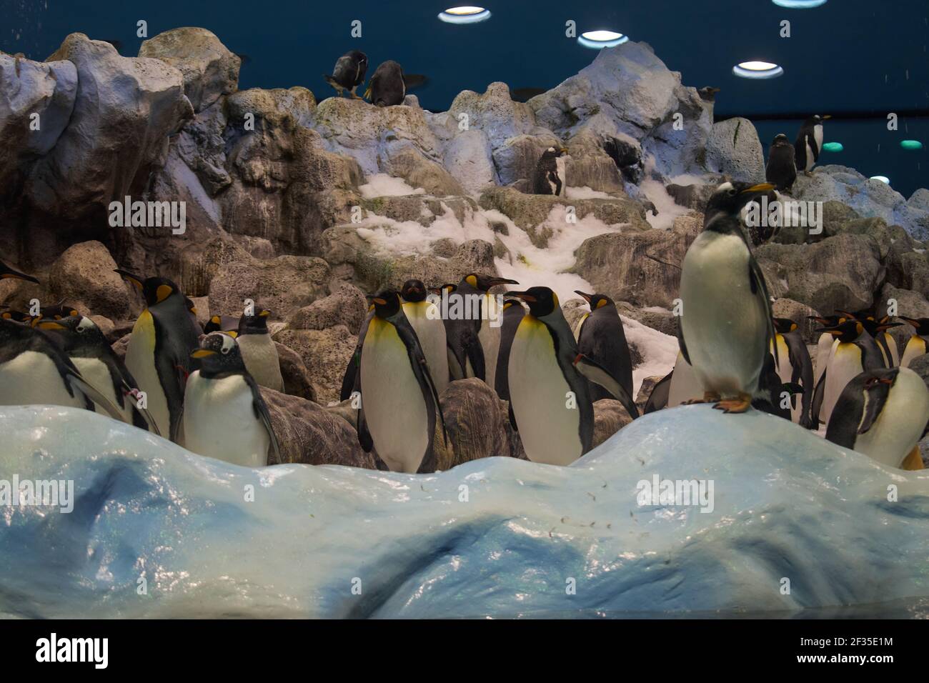 Little penguins habitat hi-res stock photography and images - Alamy