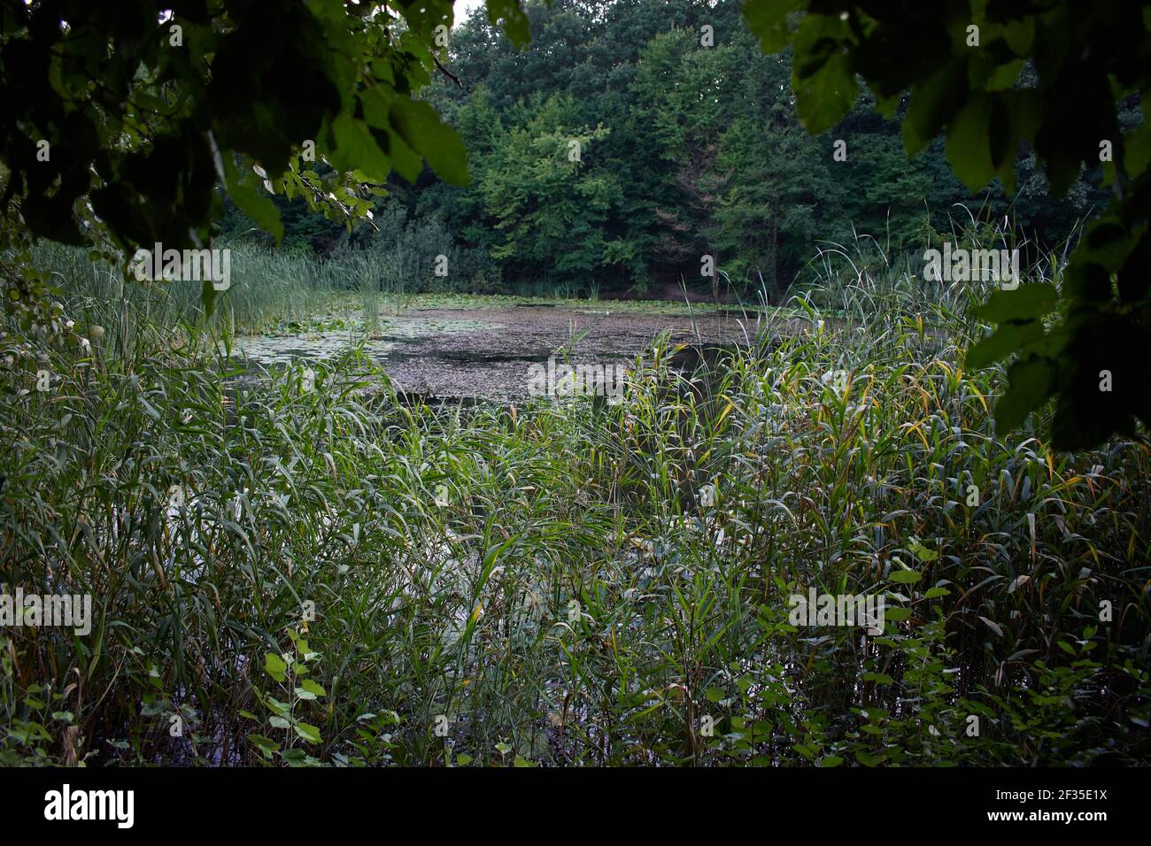Mini lake with green leaves Stock Photo - Alamy