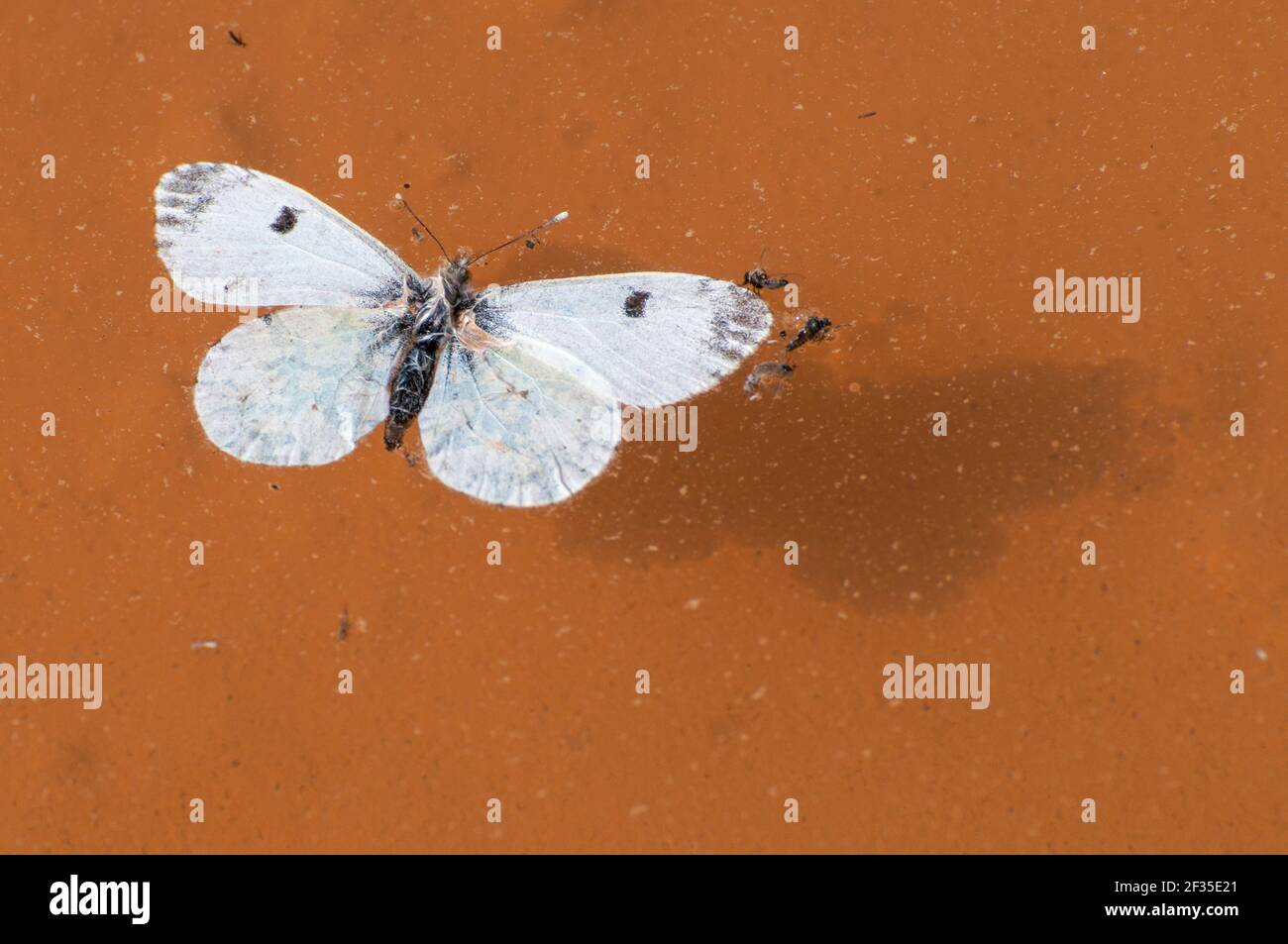 a dead Large White or Cabbage White (Pieris brassicae) Butterfly floats ...