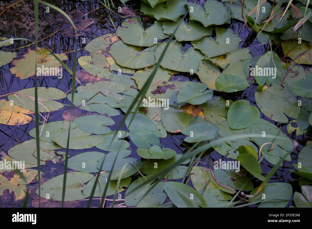 Mini lake hi-res stock photography and images - Alamy