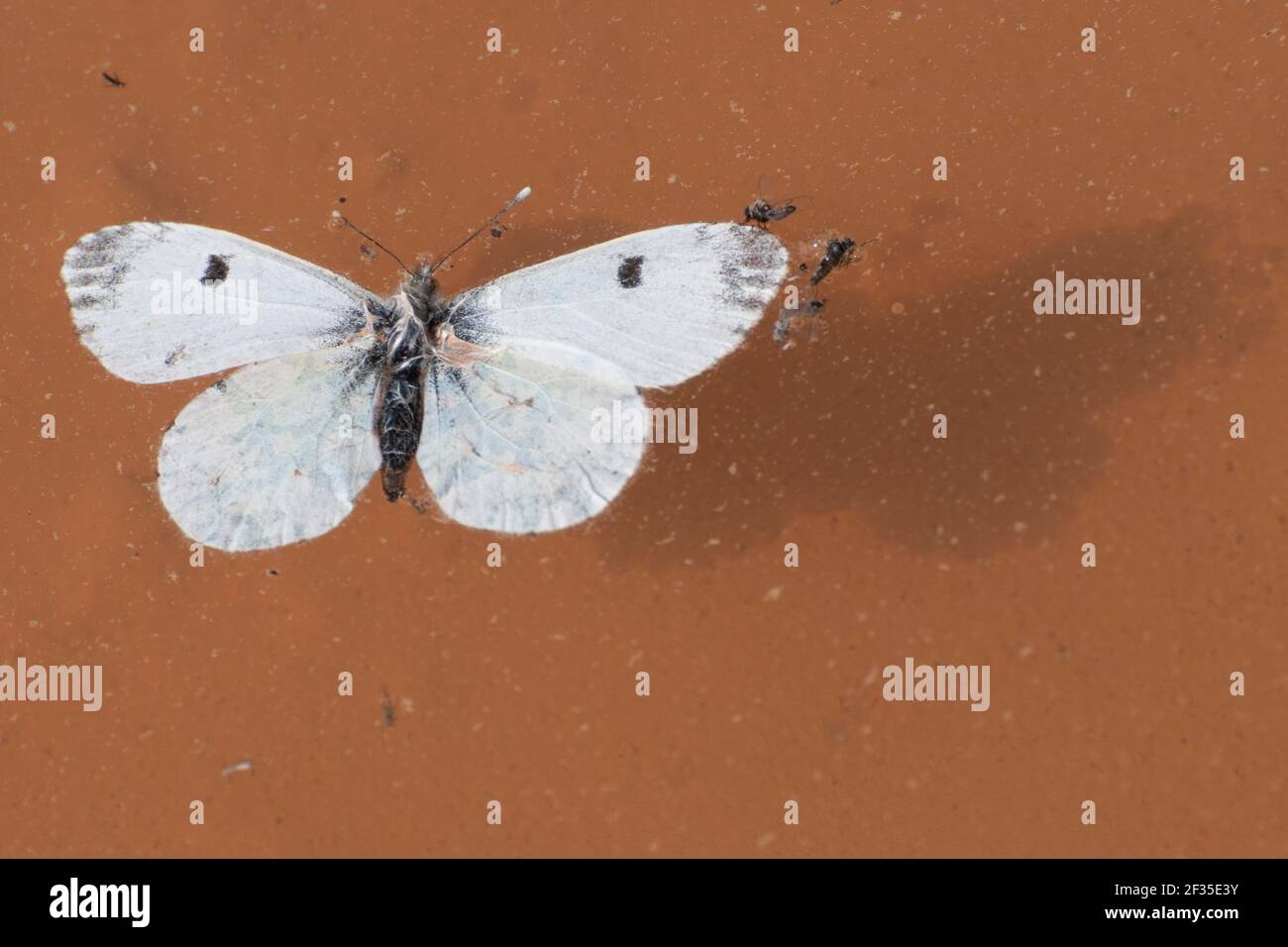Dead butterfly wing hi-res stock photography and images - Alamy