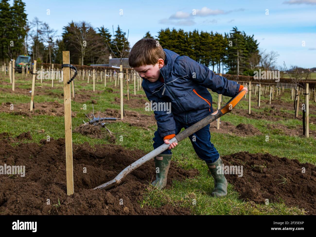 Sapling tree uk planting 2021 hi-res stock photography and images - Alamy