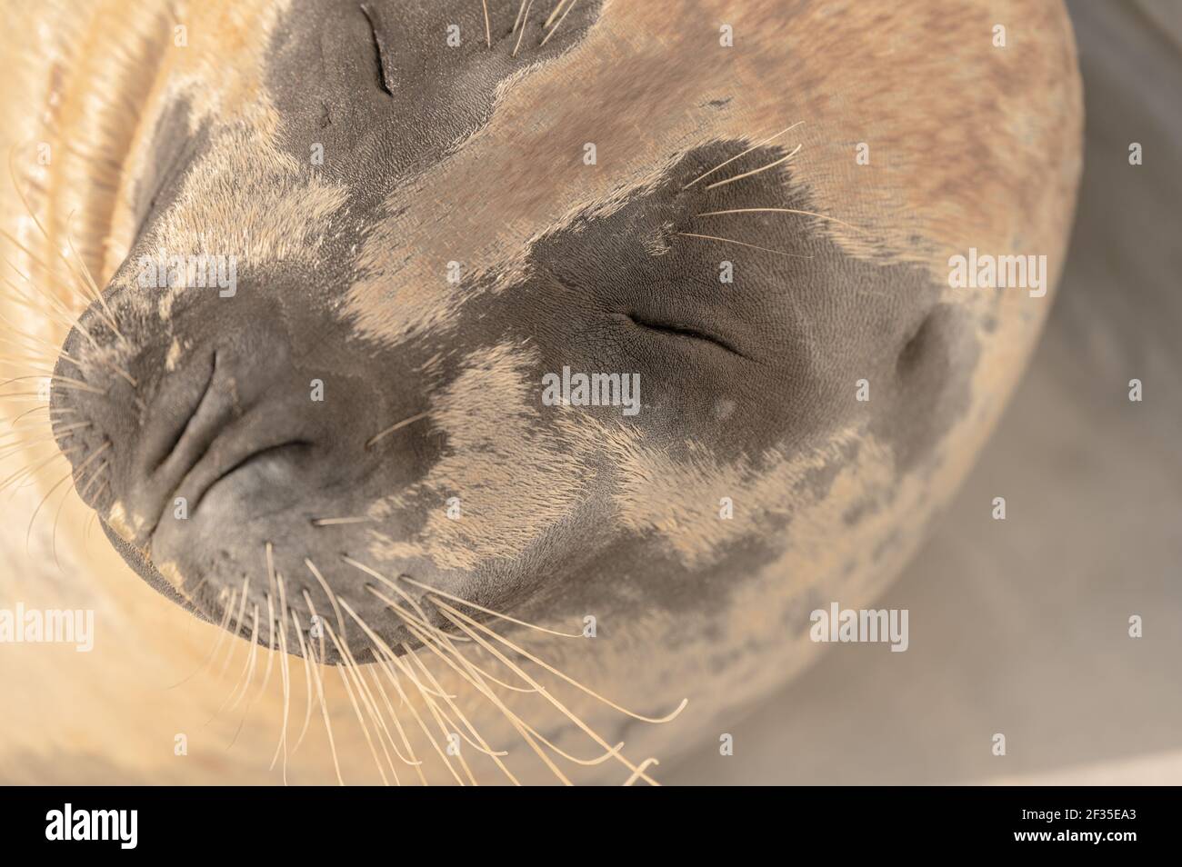 seal portrait with relax leisure face Stock Photo - Alamy