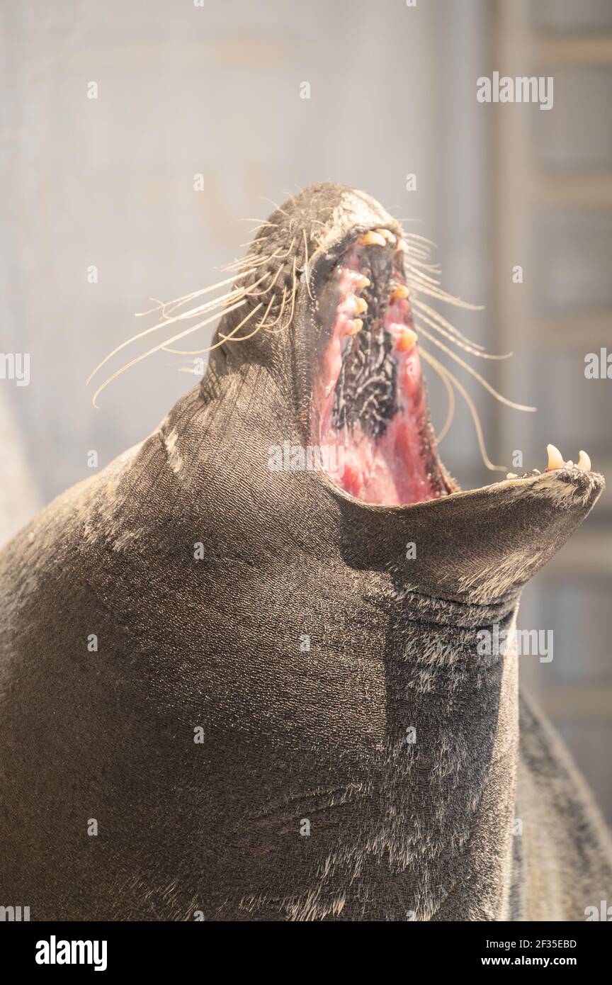 seal portrait with a dramatic yell cut Stock Photo - Alamy
