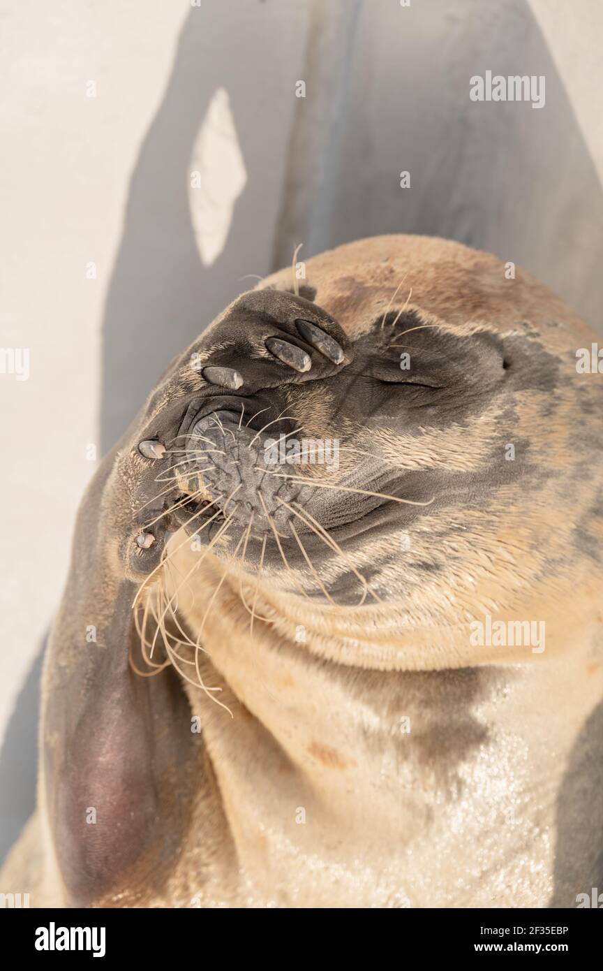 seal portrait with a dramatic face Stock Photo - Alamy