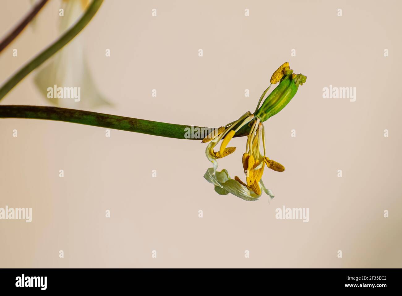 Reproductive parts of a tulip hi-res stock photography and images - Alamy