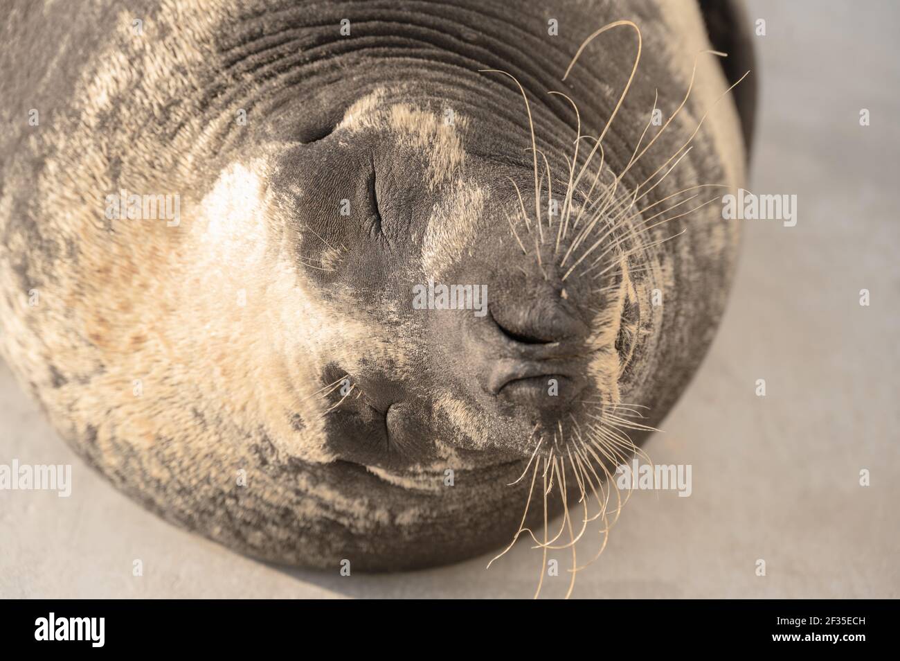 seal portrait with relax leisure face Stock Photo - Alamy