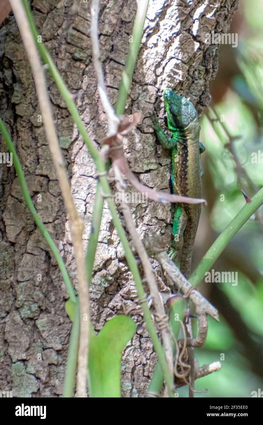 Jordan lebanon hi-res stock photography and images - Alamy