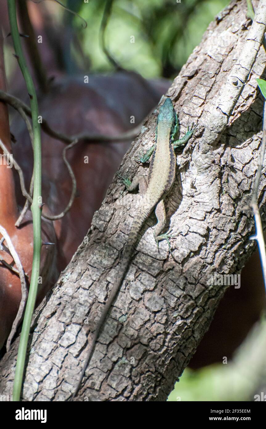 Jordan lebanon hi-res stock photography and images - Alamy