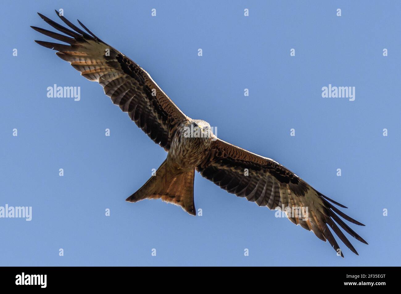 Red Kite - Wildlife Raptor Stock Photo - Alamy