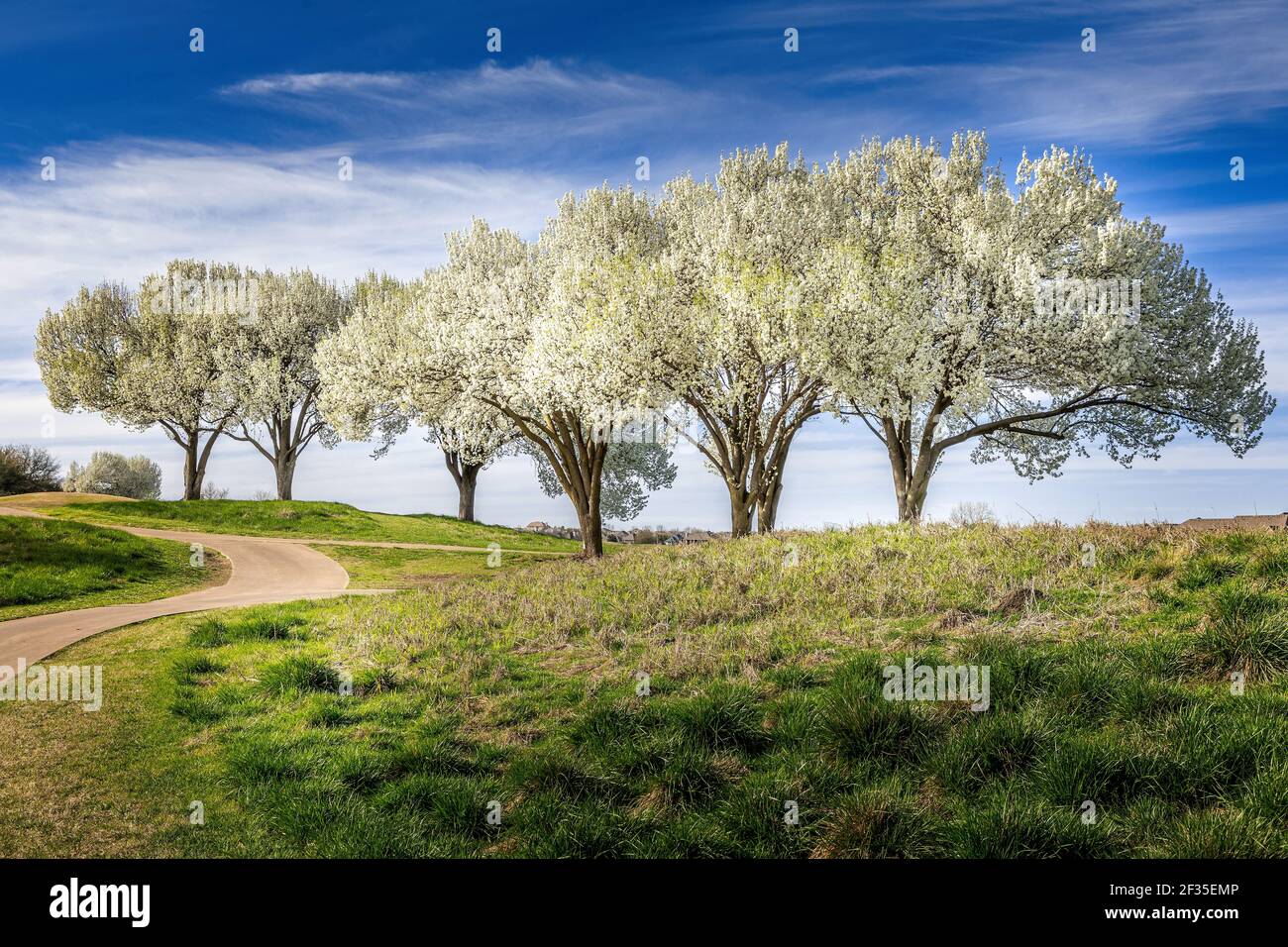 Blooming bradford pear tree hi-res stock photography and images - Alamy
