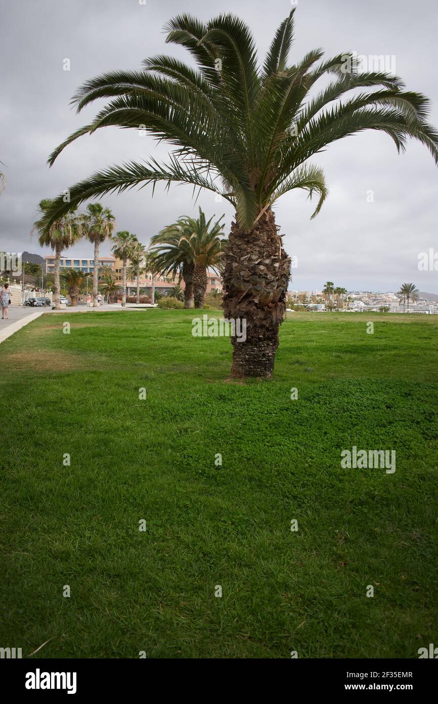 Palm tree with green grass Stock Photo - Alamy