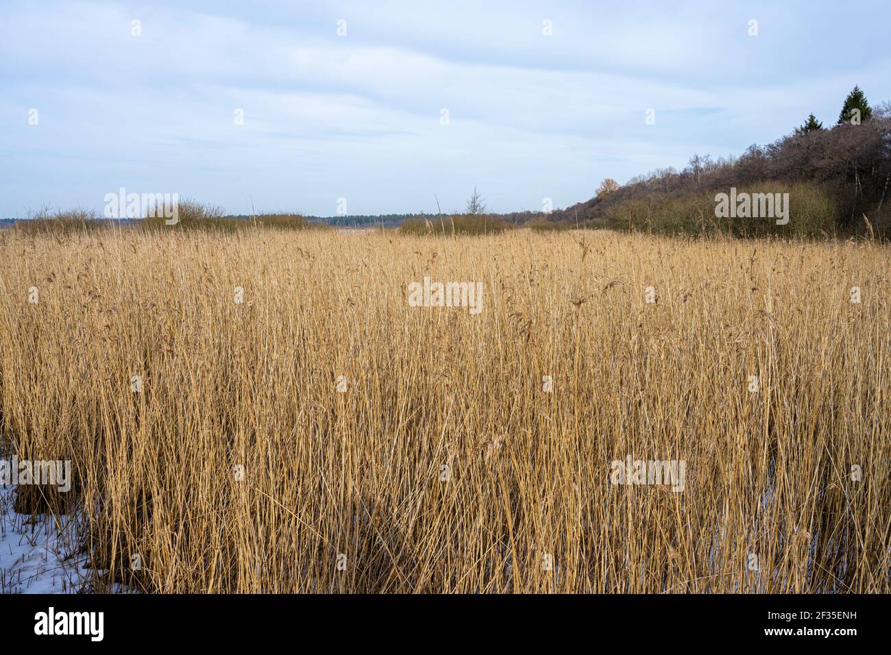 Tall grass in a marshy wetland. Ice and snow. Picture from Lund ...