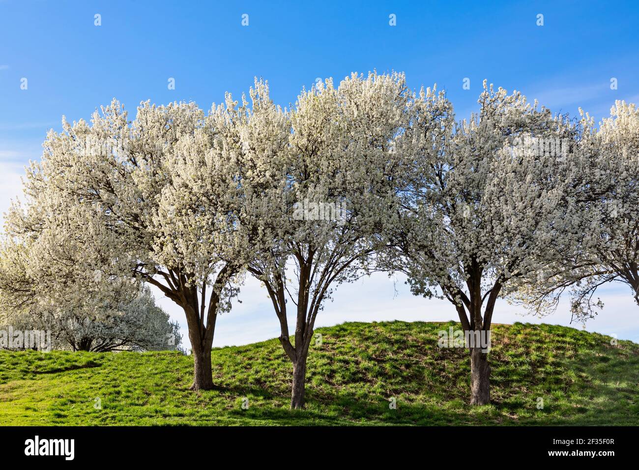 Blooming Bradford Pear trees in Texas Stock Photo - Alamy