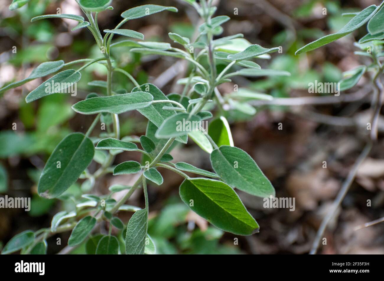 wild sage. Three-Lobed Sage, Salvia fruticosa photographed in Israel in ...