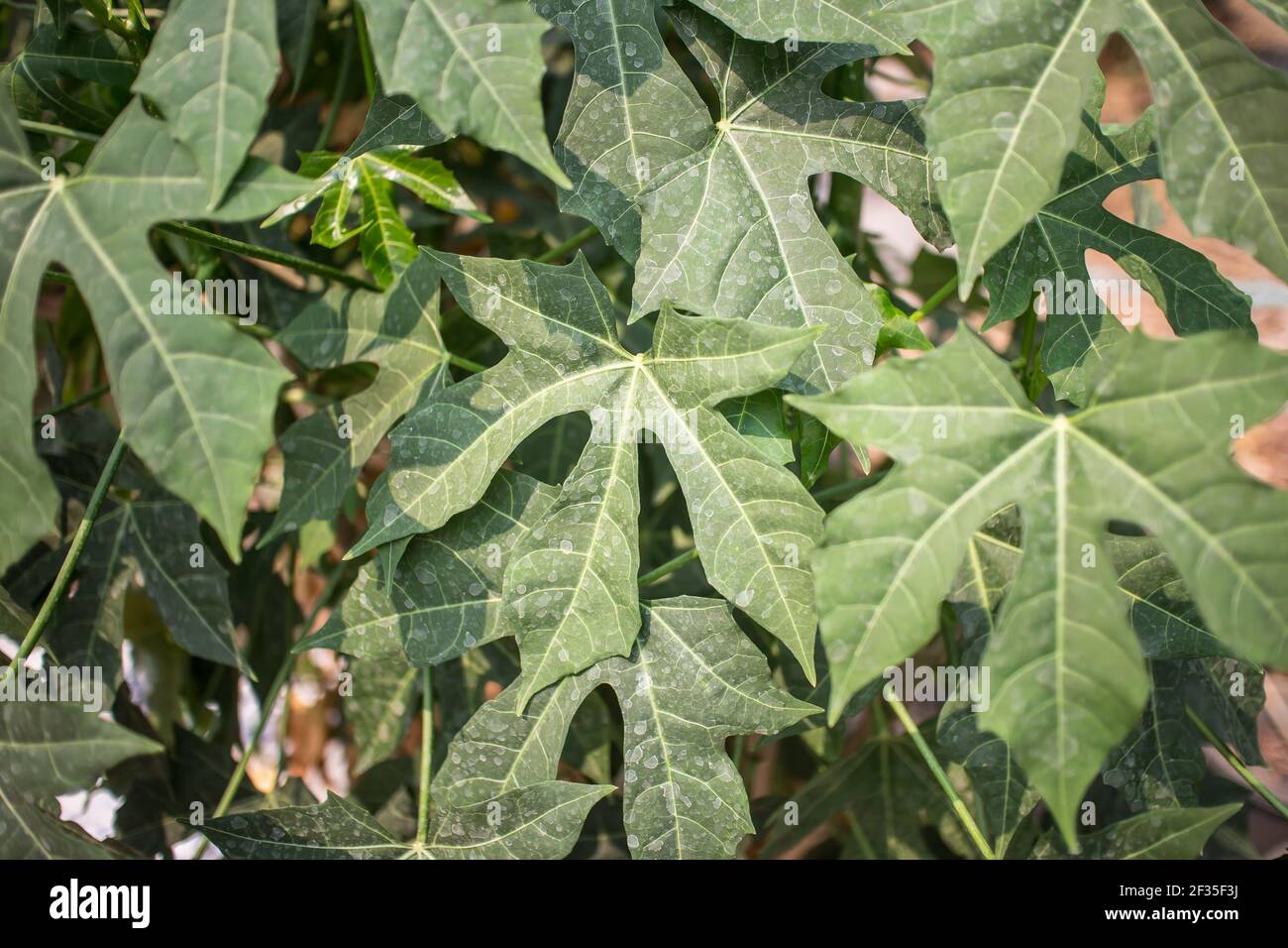 Closeup of Tree spinach or Chaya plants in the garden Stock Photo - Alamy