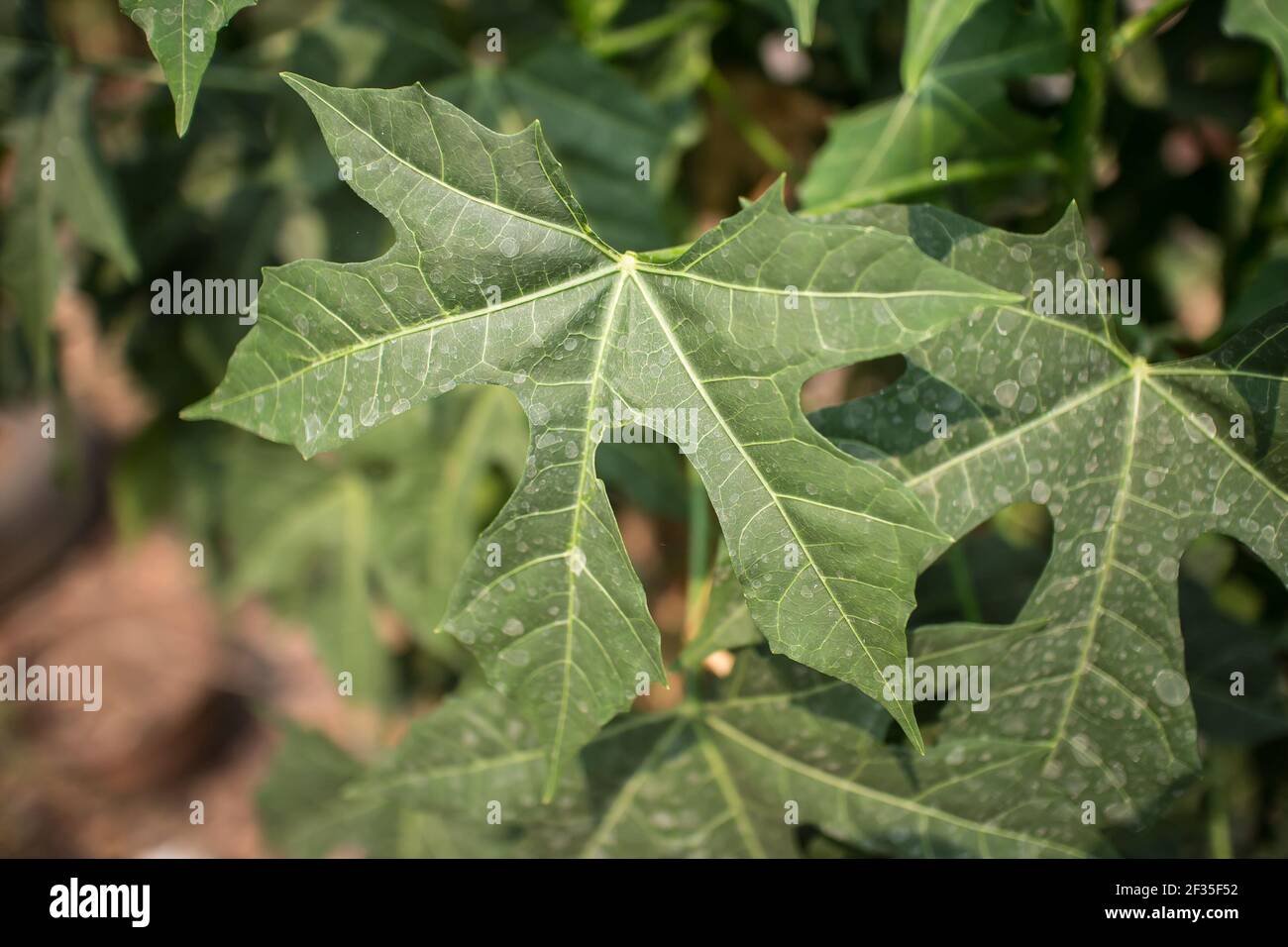 Closeup of Tree spinach or Chaya plants in the garden Stock Photo - Alamy