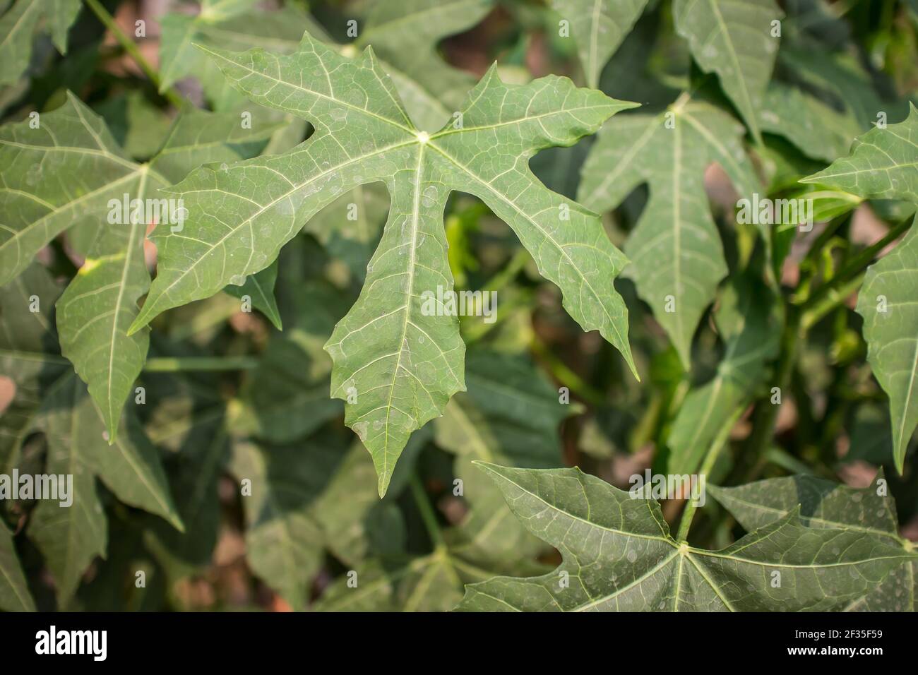 Closeup of Tree spinach or Chaya plants in the garden Stock Photo - Alamy