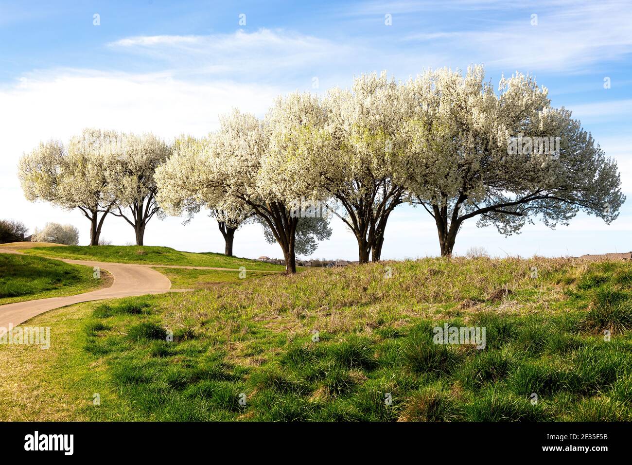 Blooming bradford pear tree hi-res stock photography and images - Alamy
