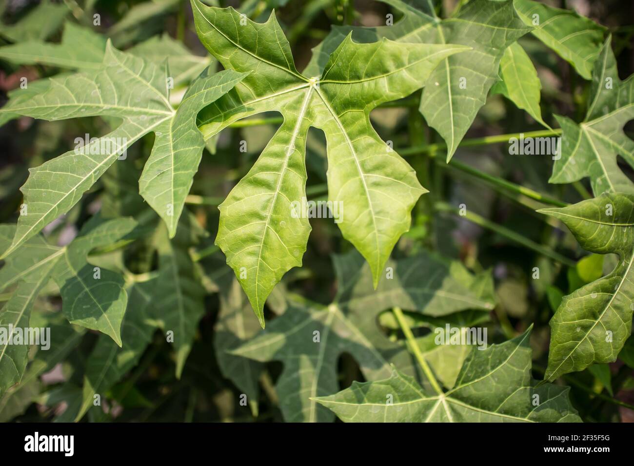 Closeup of Tree spinach or Chaya plants in the garden Stock Photo - Alamy