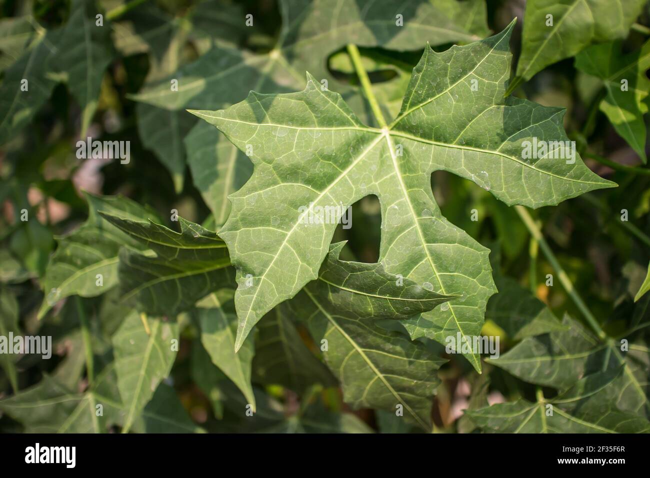 Closeup of Tree spinach or Chaya plants in the garden Stock Photo - Alamy