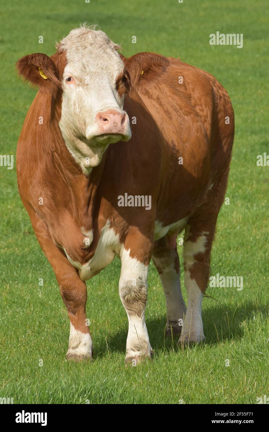 Simmental cattle hi-res stock photography and images - Alamy