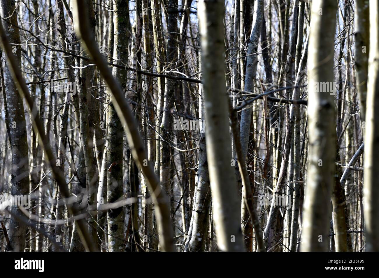 Congested Tree trunks in UK woodland Stock Photo - Alamy