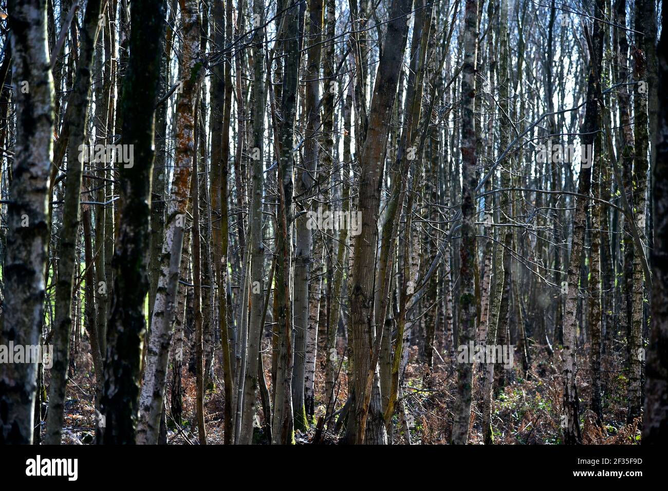Congested Tree trunks in UK woodland Stock Photo - Alamy
