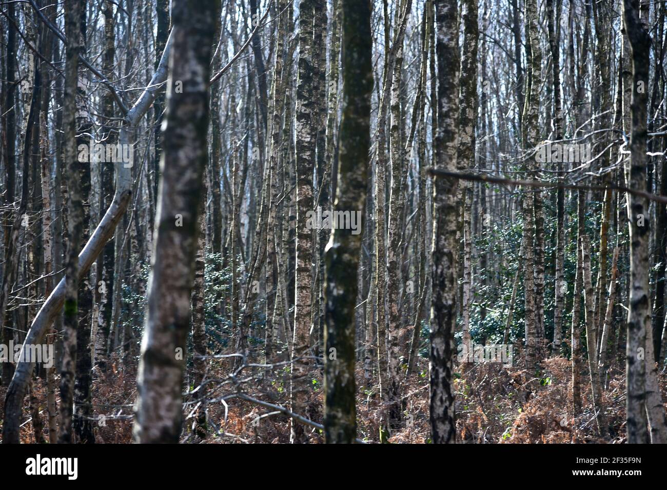 Congested Tree trunks in UK woodland Stock Photo - Alamy