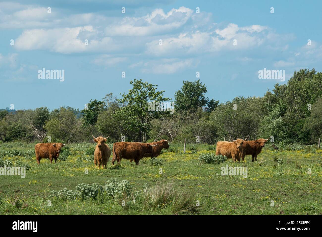 Highland cows in the Vernier Marsh Nature Reserve, in the Regional ...