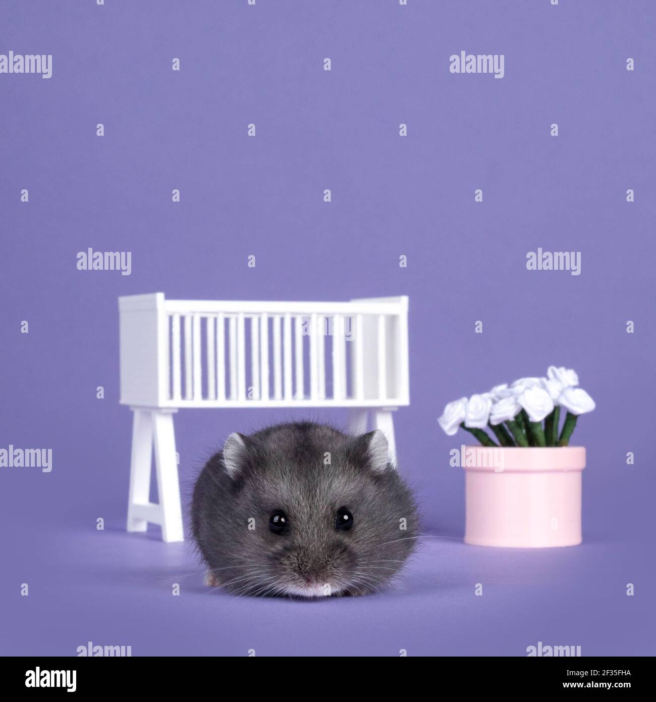 Cute black baby hamster, standing in front off baby crib with flower ...