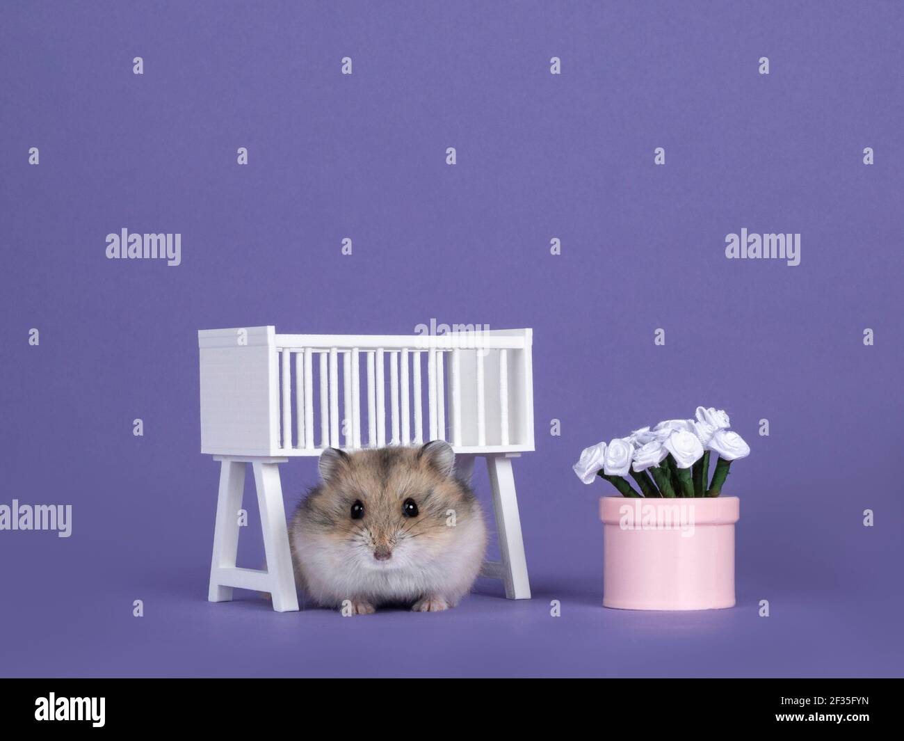 Cute brown baby hamster, sitting under baby crib with flower pot with ...