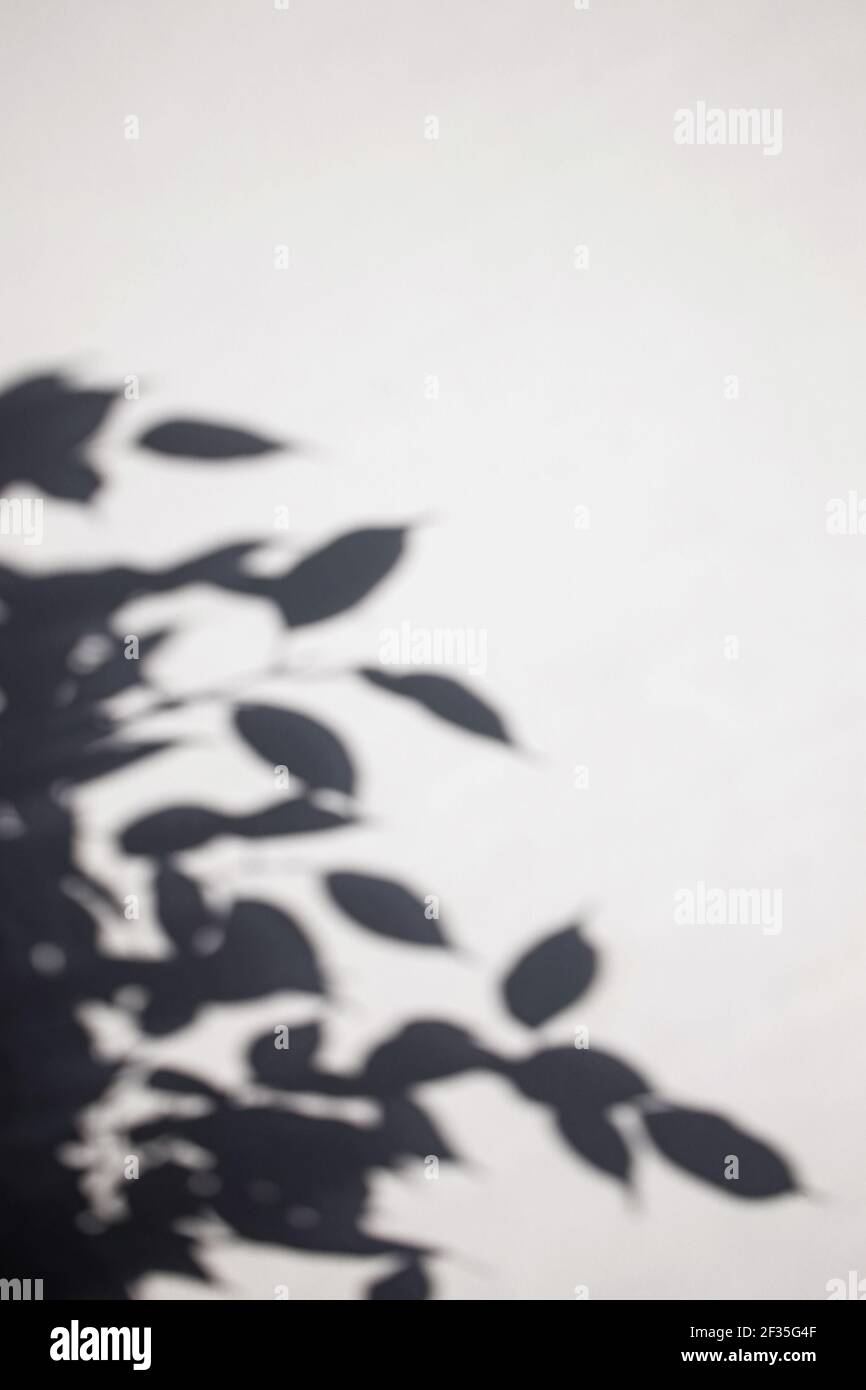 Leaves shadow dappled light pattern hi-res stock photography and images ...