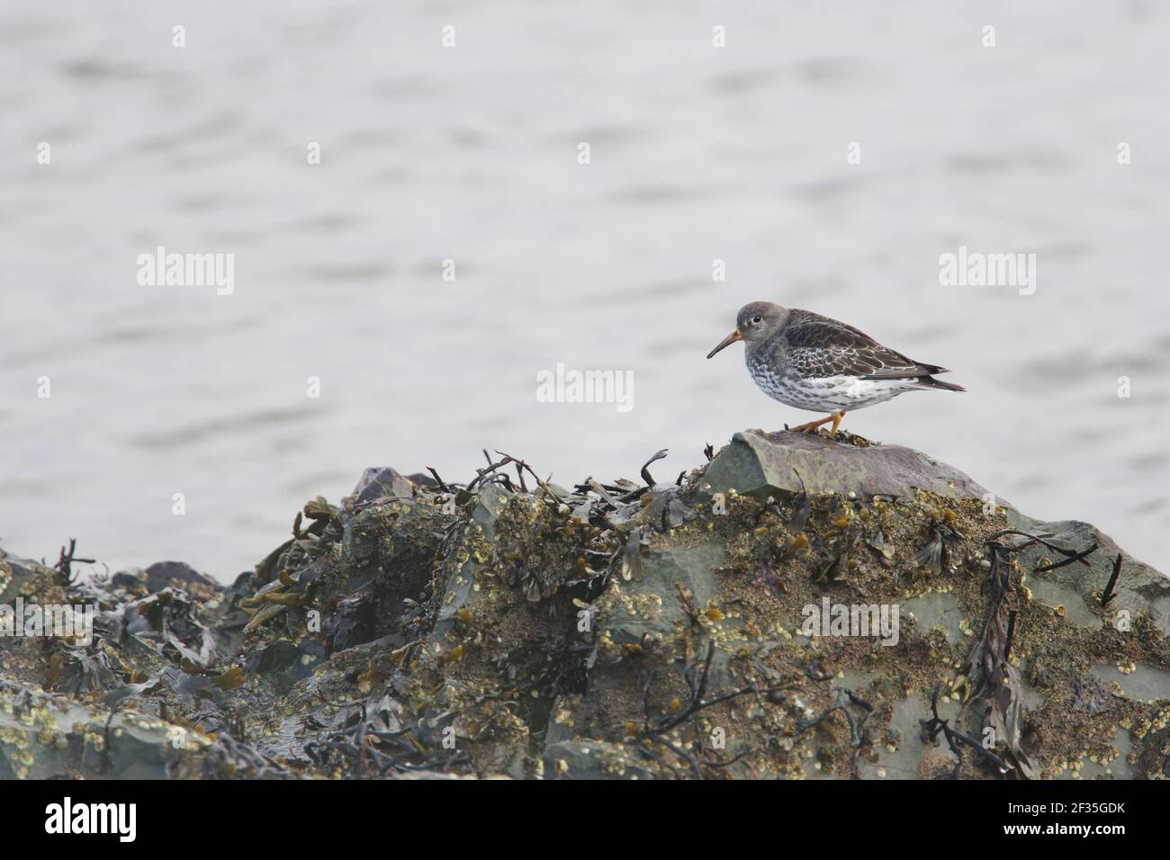Purple sandpiper winter plumage hi-res stock photography and images - Alamy