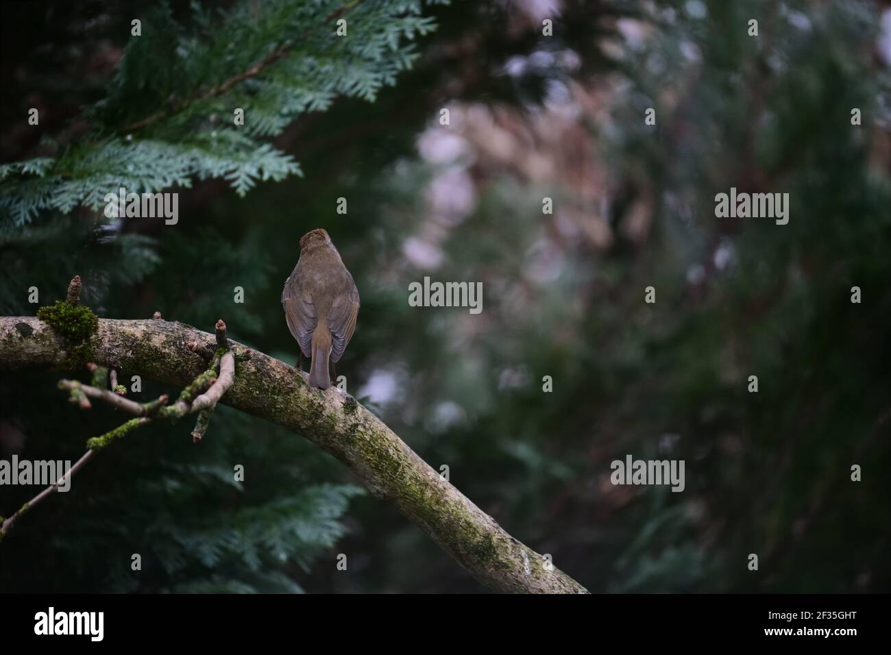 Robin sitting backwards on a branch in front of a green tree Stock ...