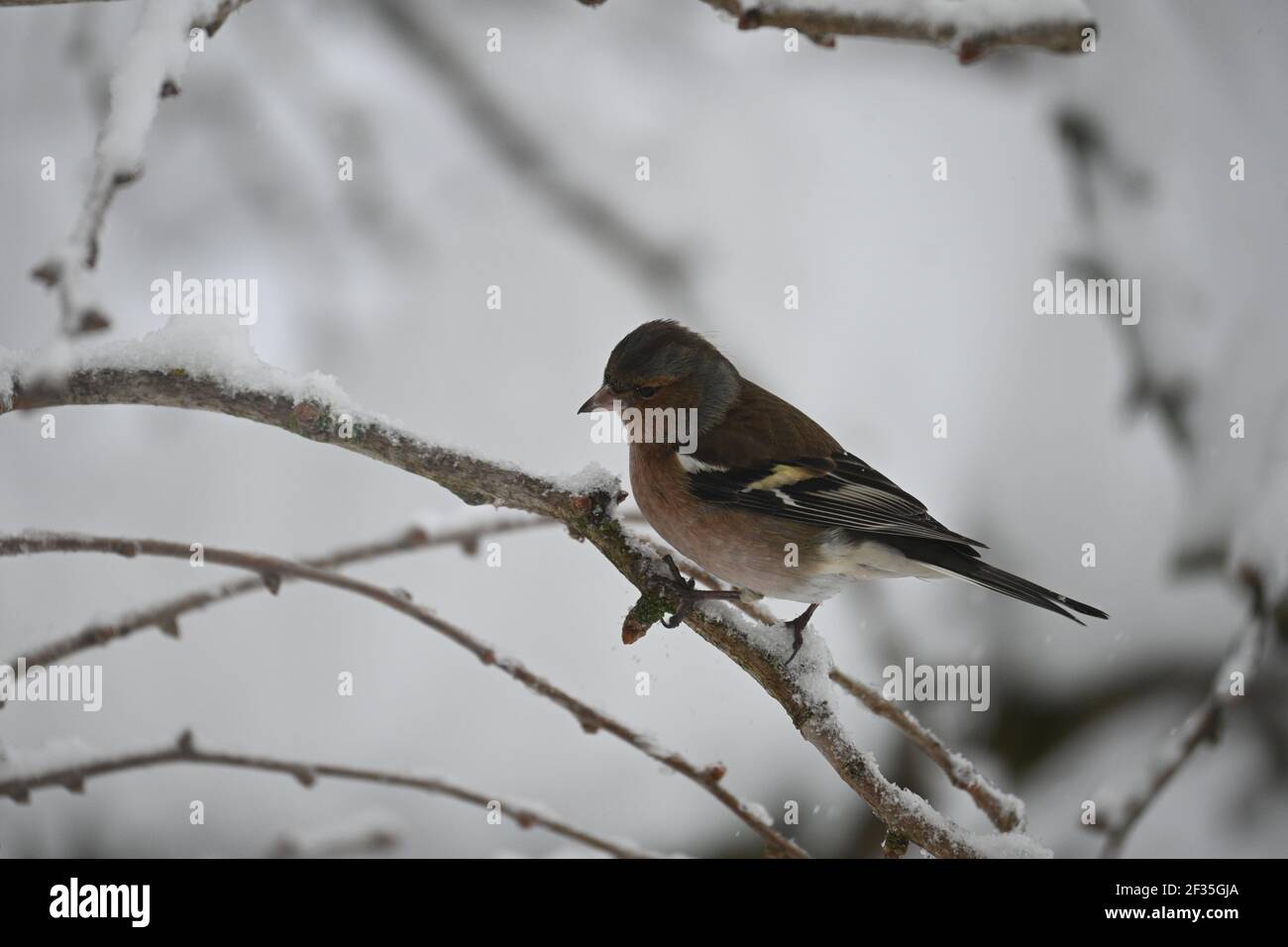 Chiffinch hi-res stock photography and images - Alamy