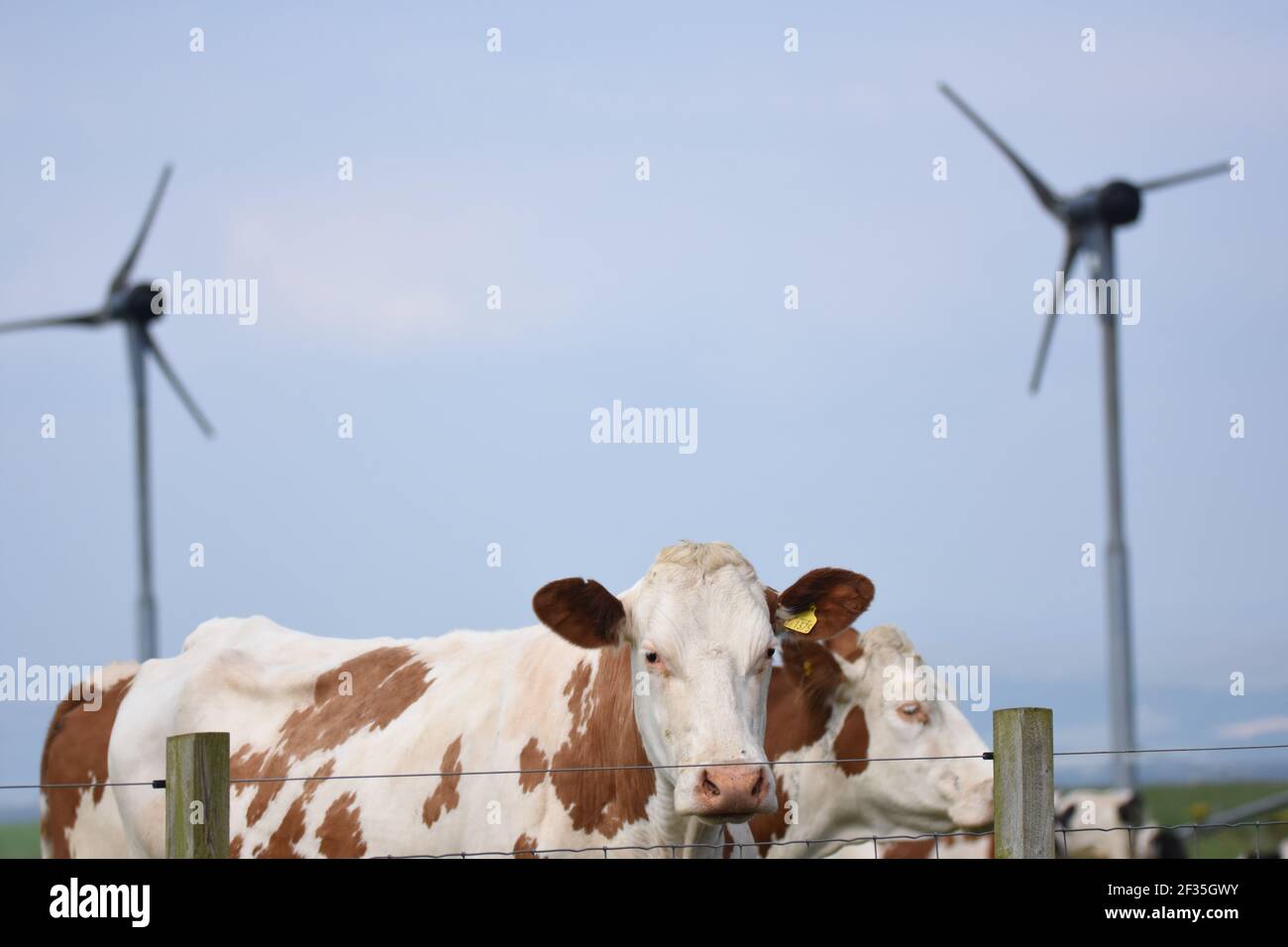 Milking cows scotland hi-res stock photography and images - Alamy