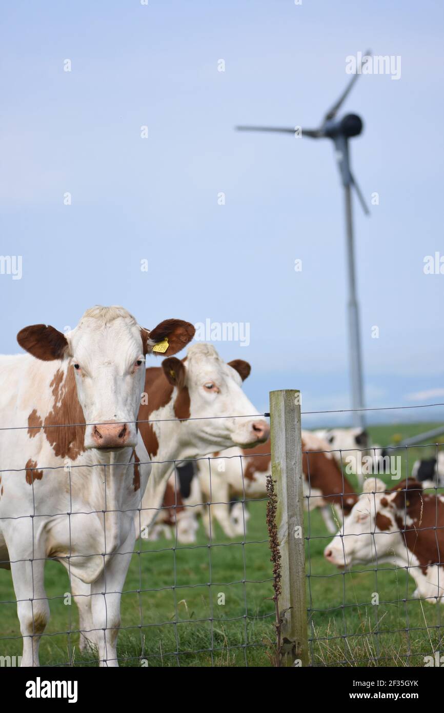 Dairy cows coming in for milking Stranraer, SW Scotland Stock Photo - Alamy