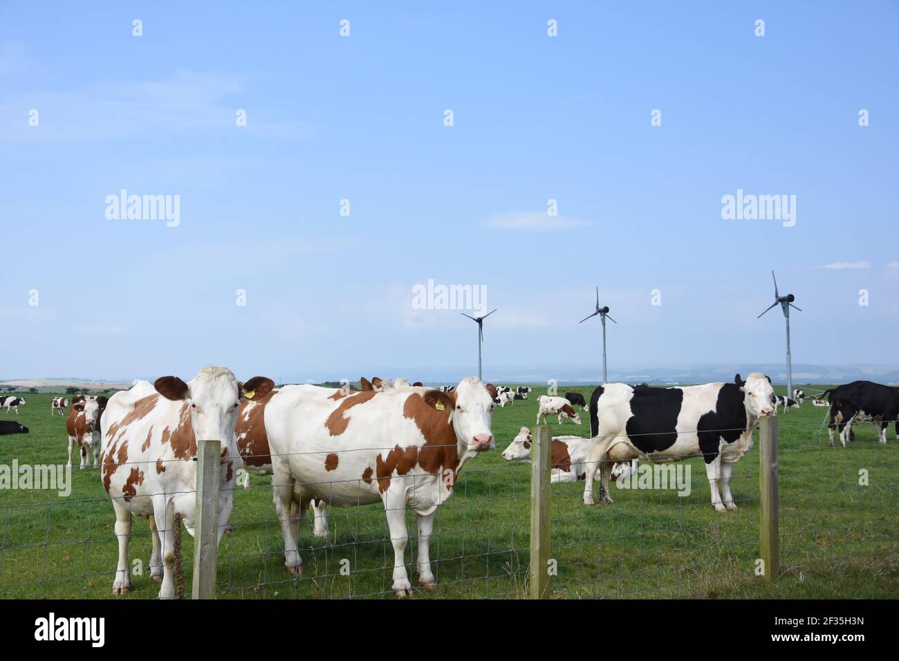 Dairy cows coming in for milking Stranraer, SW Scotland Stock Photo - Alamy